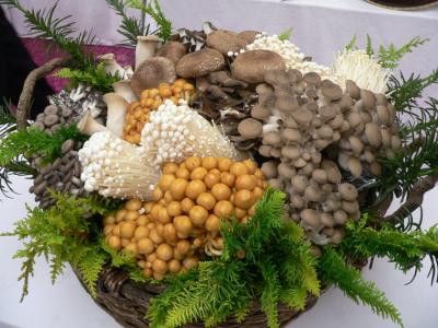 松茸、きのこ狩り・料理。さあ、みんなで秋の味覚を楽しもう2015年